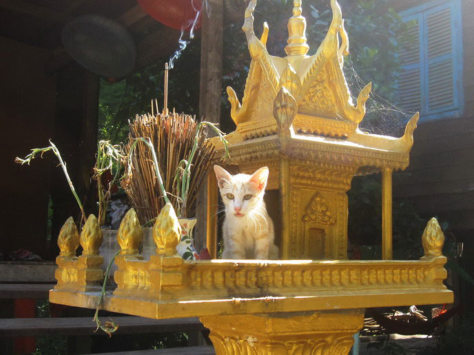 Mission - Pagoda Cats